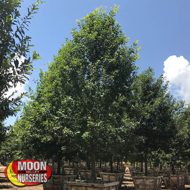Moon Valley Nurseries - Monterrey Oak Spotlight